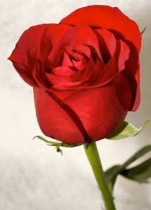 Red Rose of Bardykes - Blantyre Project - Official History, Lanarkshire