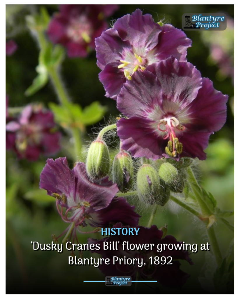 Dusky Crane's Bill at Blantyre Priory - Blantyre Project - Official ...